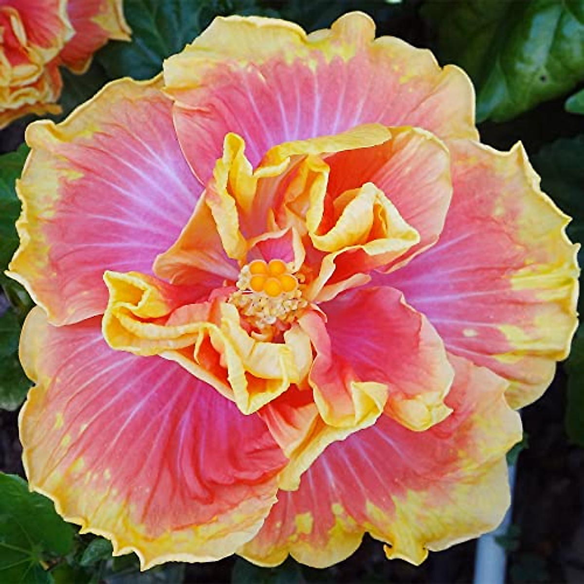 QAUZUY GARDEN 10 Seeds Double Pink Yellow Hibiscus Seeds for Planting- Hardy Exotic Perennial Garden Flower Seeds-Easy to Grow & Maintain