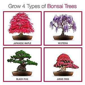 Grow Your Own Bonsai kit | Tree Plants & Seeds | Crafts Hobby Kits | Easily Grow 4 Types of ...