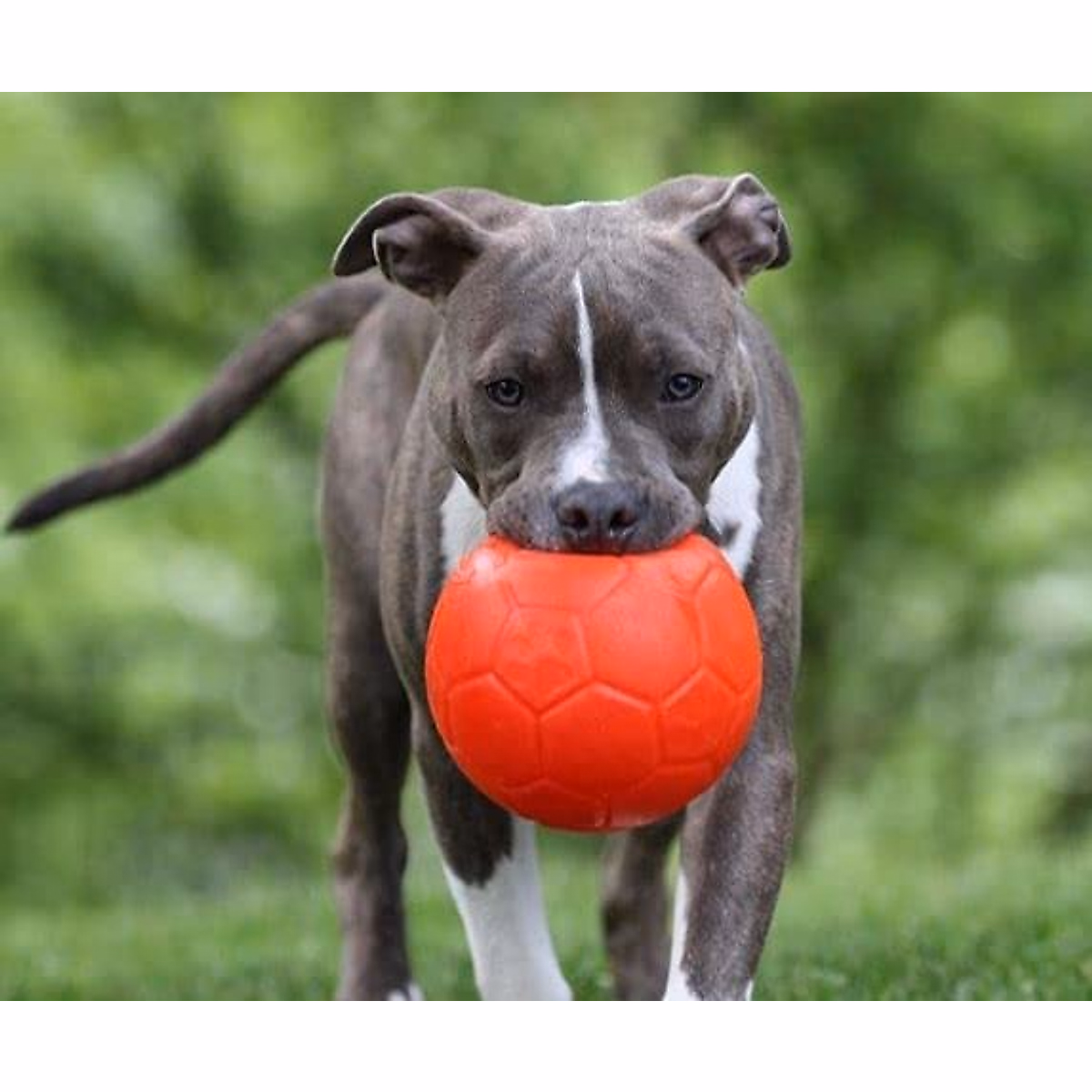 Jolly Pets 8" Soccer Ball, Orange, Large/X-Large