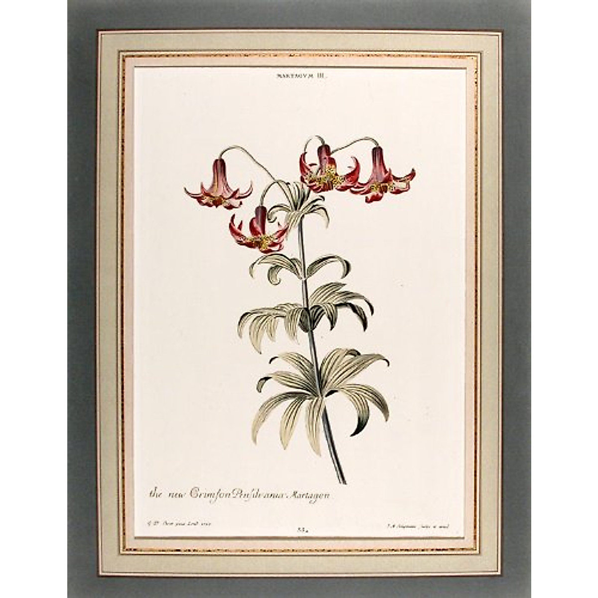 Martagum III, the new Crimson Pensilvania Martagon