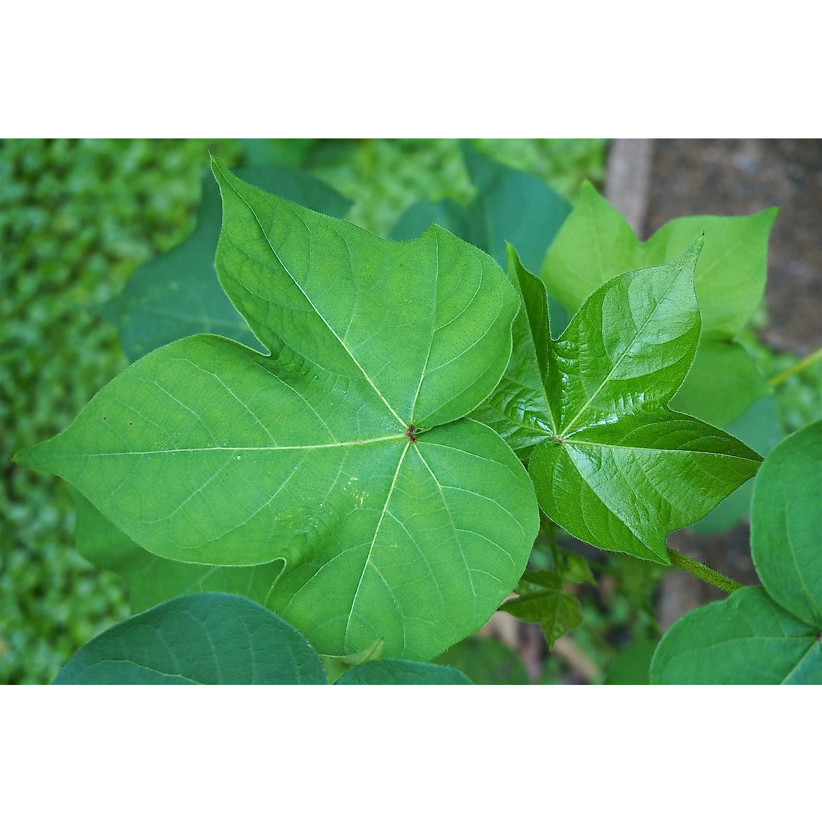 MRC Brand Cotton Seeds Non-GMO, untreated 20+ Cotton Seeds