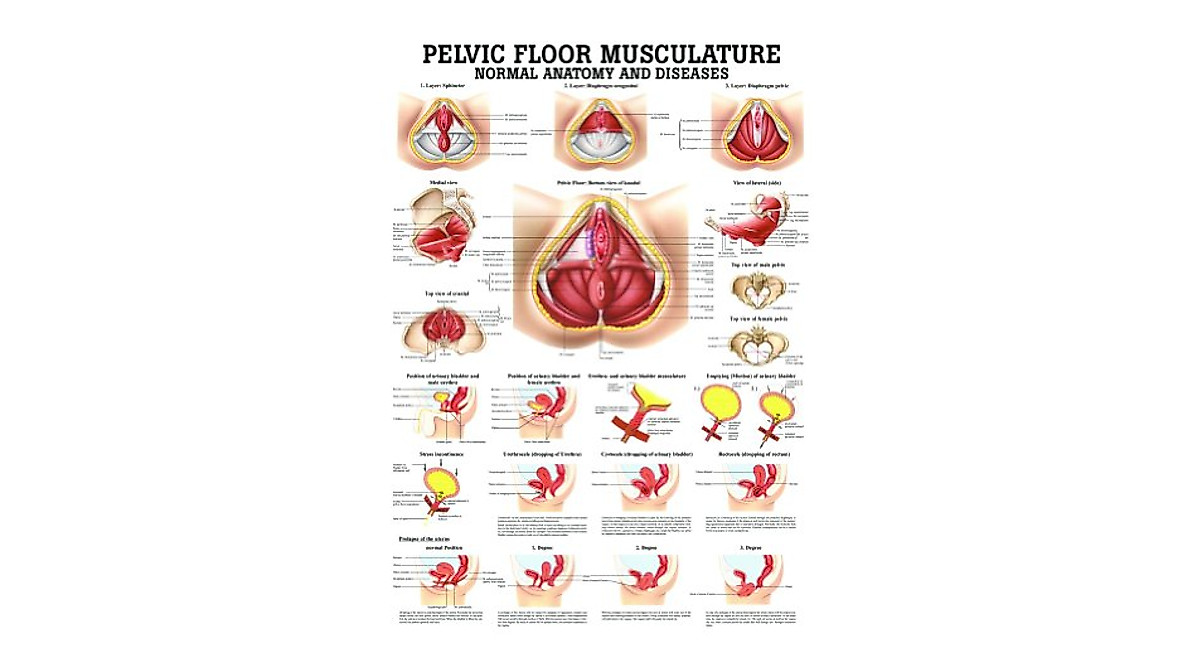 Pelvic Floor Anatomy Chart - Durable & Detailed