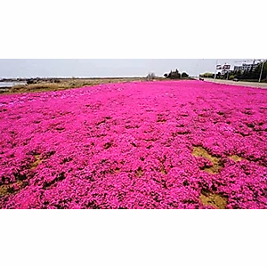 2000+ Red Creeping Thyme Seeds for Planting Thymus Serpyllum - Heirloom Ground Cover Plants Easy to Plant and Grow - Open Pollinated
