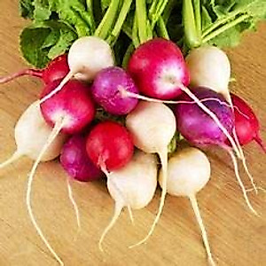 Colorful Radish Seed Mix Easy to Grow Vegetable Garden Seeds for Planting 100 Seeds