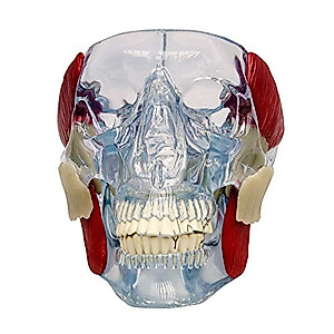 GPI Anatomicals - Temporomandibular Joint (TMJ) Model, Replica with Pathologies for Human Anatomy and Physiology Education, Anatomy Model for Doctor's Offices and Classrooms, Medical Study Supplies