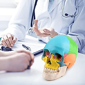 Colored Human Skull Model, Life-Size Painted Human Skull Head Bone for Medical Student Human Anatomy Study Course