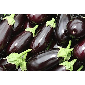 500 Black Beauty Eggplant Seeds for Planting Heirloom Non-GMO 2.5+ Grams of Seeds Garden Vegetable Bulk Survival