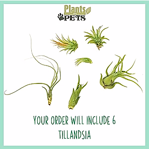 Tillandsia Air Plants Live Indoor Plants (6PK), Airplants Variety Live Plant Kit, Tropical Plants Live Houseplants, Air Plant Live Succulents Plants Live Plants Indoor House Plants by Plants for Pets