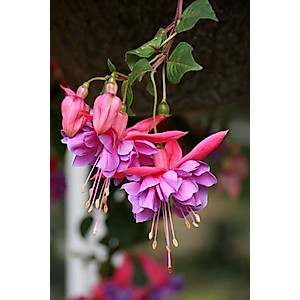 Purple Pink Fuchsia Flower Seeds Perennial Home Plant - 100 Pcs