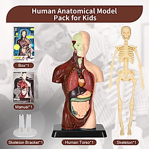 KlayBear 9.6 Inch Human Anatomy Model for Kids - 8 Pc Removable Parts Torso & Skeleton - Educational Organ Model for STEM Learning, Ages 3+
