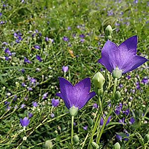 100+ Peachleafed Bellflower Campanula Flower Seeds Purple Blue Perennial Garden Beauty