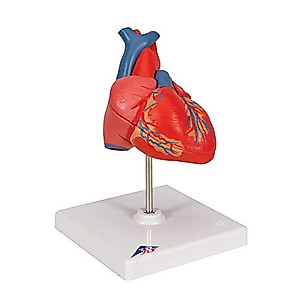 3B Scientific G08 Classic Student-Size Heart 2-part - 3B Smart Anatomy