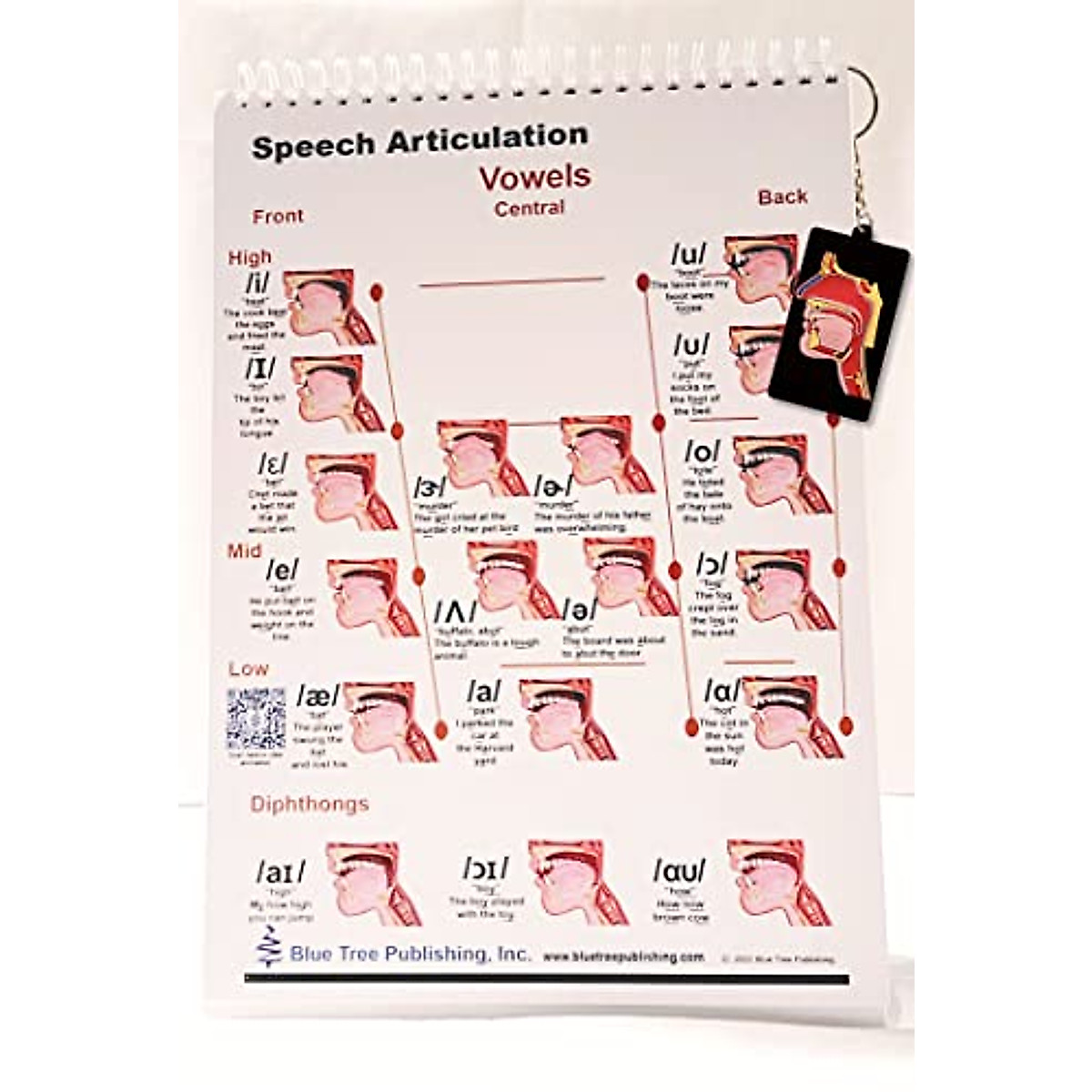 Speech Language Pathology SLP Charts Complete Series with QR Codes for Animation with Mini Head Model, Swallowing, Brain, Larynx, Lungs, Speech Articulation, Voice and More