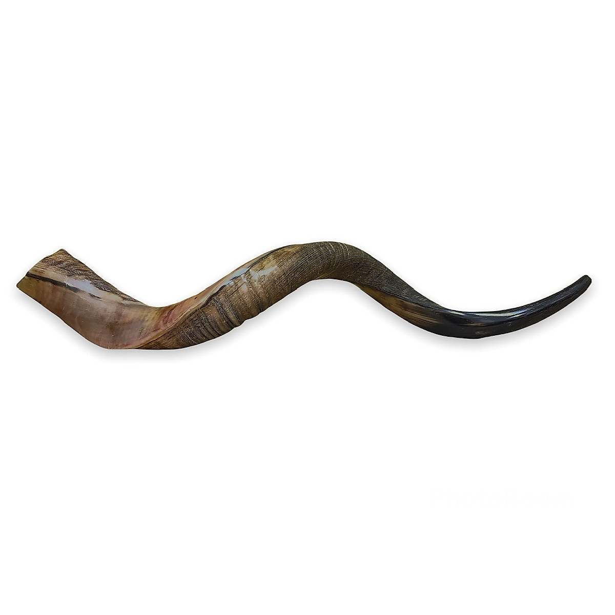 22"-24" Half Polished Half Natural Kudu Horn Shofar Kosher Israel Tradition