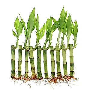 NW Wholesaler - 4" Live Lucky Bamboo Plant - Bundle of 20 Stalks - Live Indoor Houseplants for Home Decor, Live Bamboo Plant, Indoor Low Light Plants, Feng Shui (20)