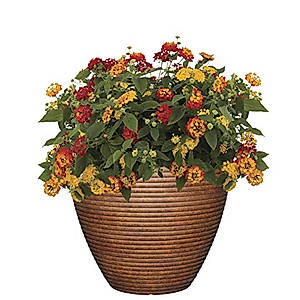 Classic Home and Garden 3/803P/1 Premiere Collection Planter, Paragon 12", Parchment
