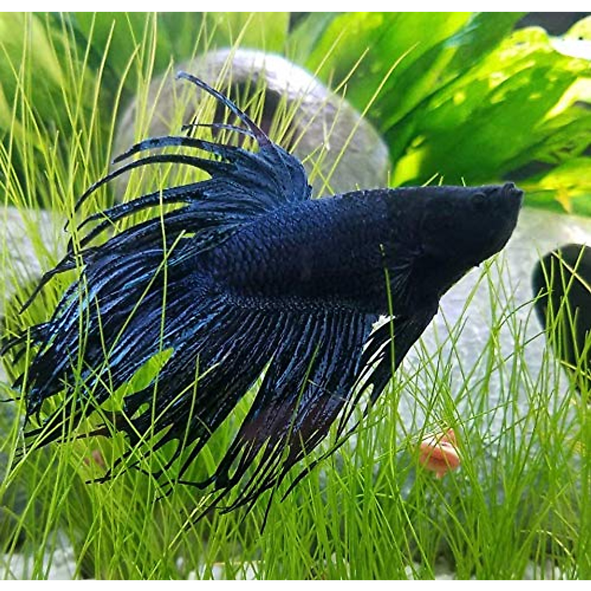 Dwarf Hairgrass Eleocharis Parvula Sp Mini 100% Tissue Culture Easy Freshwater Carpet Live Aquarium Plants Decorations 3 Days Live Guaranteed