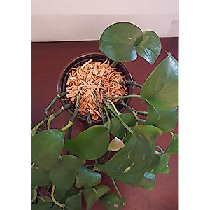 100% Natural Cedar Chips | Mulch | Great for Outdoors or Indoor Potted Plants | Dog Bedding | Pleasant Earthy Smell (4 Quart)