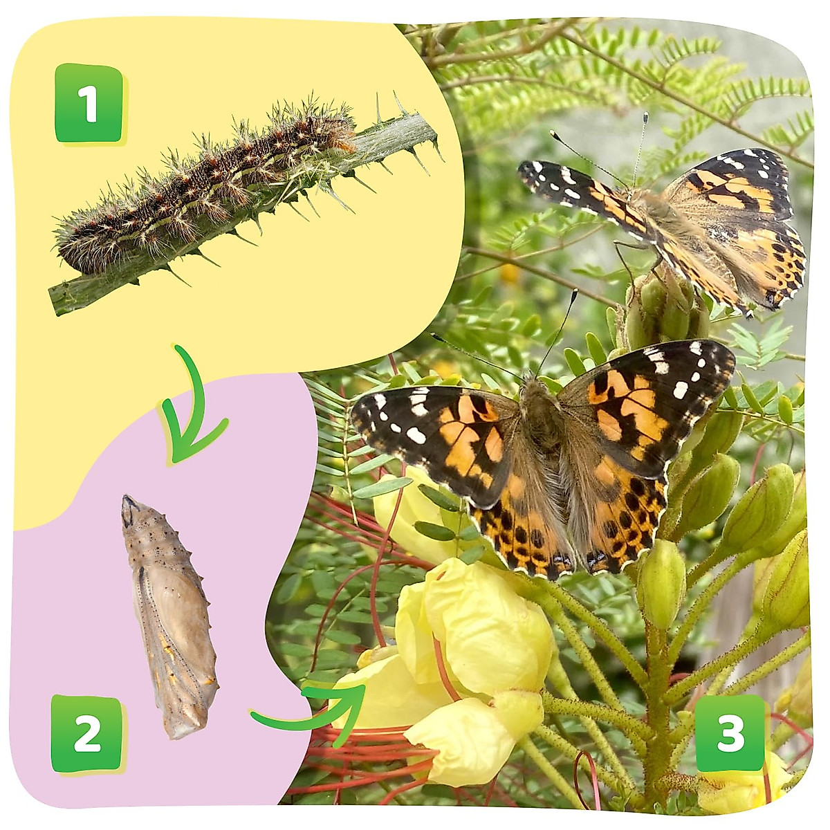 Insect Lore - Butterfly Growing Kit - With Voucher to Redeem Caterpillars Later