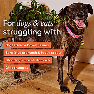 Diggin' Your Dog – Firm Up Pumpkin for Dogs & Cats – Fiber Supplement with Pumpkin & Apple Fiber for Cat & Dog Digestive Support – Made in USA, 1 oz