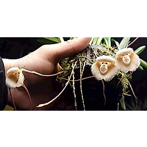 Elwyn 100 Monkey Face Orchid Plant Seeds