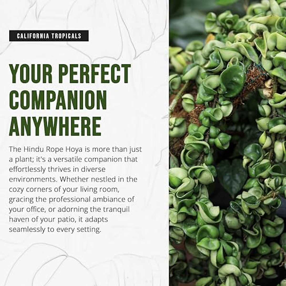 California Tropicals Live Hindu Rope Hoya Carnosa - Unique Indoor House Plant Gift Idea for Home Decor, Potted in a 4" Inch Pot Perfect for Beginners, Patio, Living Room, Office & Outdoor Gardening