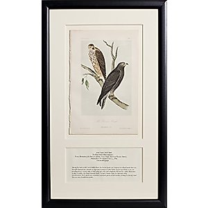 The Brown Hawk