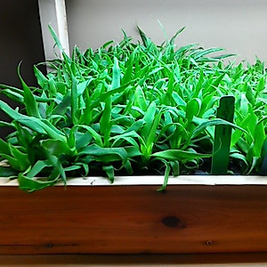 Pineapple Plants "White Jade" Includes Four (4) Plants