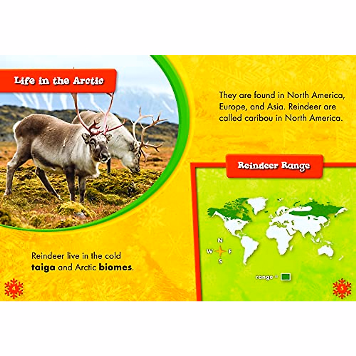 Reindeer (Animals of the Arctic)