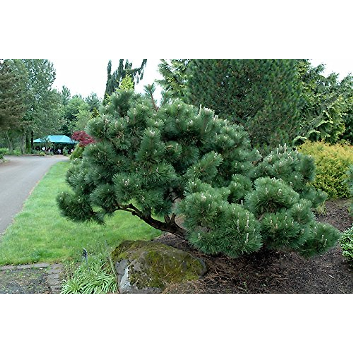 1144-Japanese Black Pine Tree (Pinus thunbergii) Seeds by Robsrareandgiantseeds UPC0764425787693 Bonsai,Non-GMO,Organic,Historic Plants,Sacred, 1144 Package of 5 Seeds