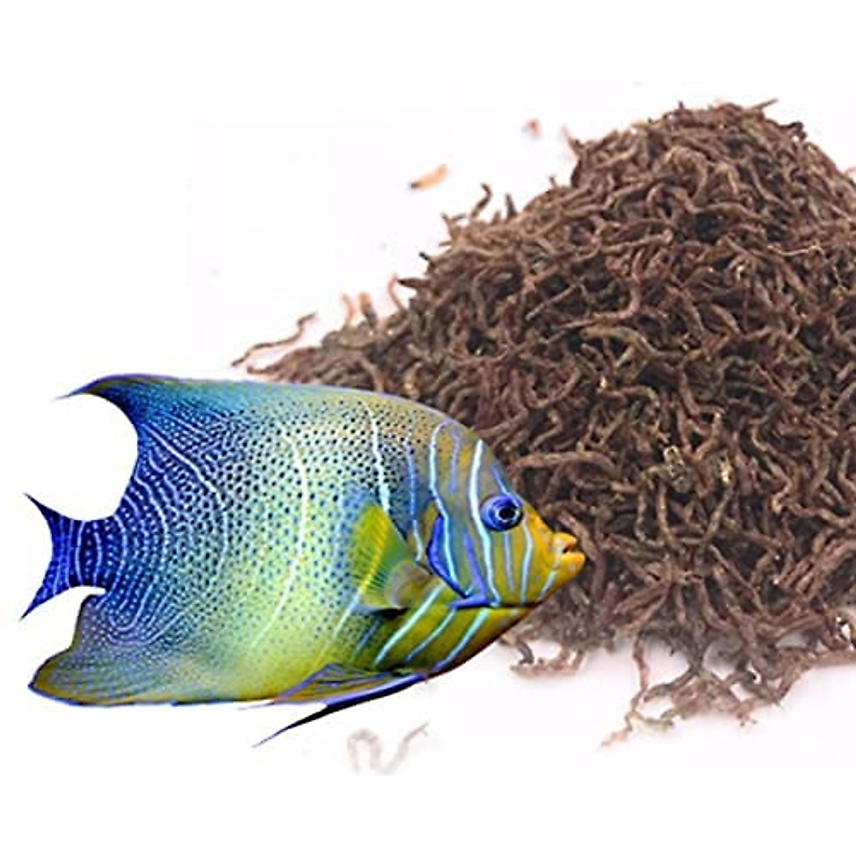 2oz Bloodworms, Freeze Dried Fresh Grade A Floating Bloodworms for All Tropical Fish, Bettas, Discus, Cichlids, Community 0.125 Pound (Pack of 1)