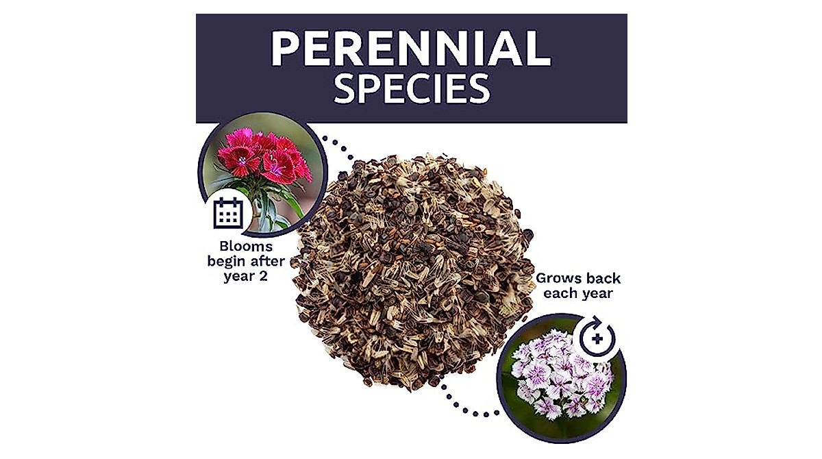 Perennial Wildflower Seeds Mixture - Bulk 1/4 Pound Bag - Over 60,000 ...