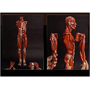 Anatomy Model 23.6 Inch Male Anatomy Figure - Human Muscle Skeleton Painting Model Human Anatomical Muscle Bone Ecorche and Skin Model Reference for Artist