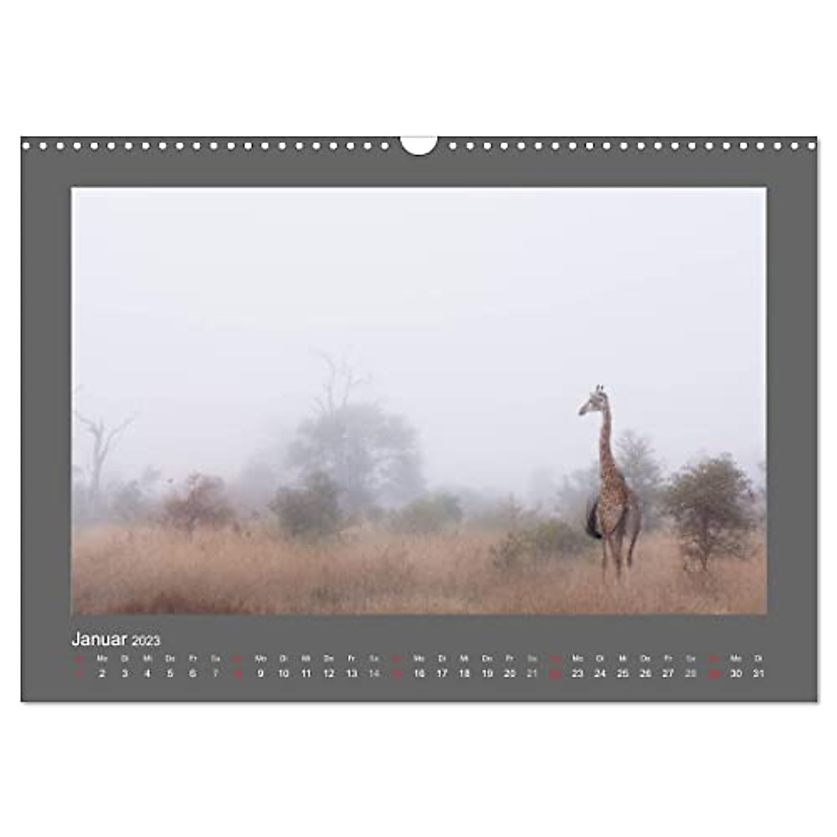 Twigas - Giraffen (Wandkalender 2023 DIN A3 quer), Calvendo 2023 monthly calendar