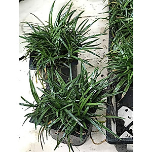 Dwarf Mondo Grass (Ophiopogon japonicus 'Nana') 18 Count Flat, 3.5" pots
