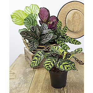 Calathea Plant Live Prayer Plant Live Indoor Plant, Calathea Live Plant Live House Plant Live Plants Indoor, Live Indoor Plants Live Houseplants Live Prayer Plants Live House Plants by Plants for Pets