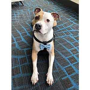 Shelter Pets 10" Brown & White Pitbull Plush - Tillman - Real-Life Adopted Staffordshire Terrier - Supports Animal Shelters