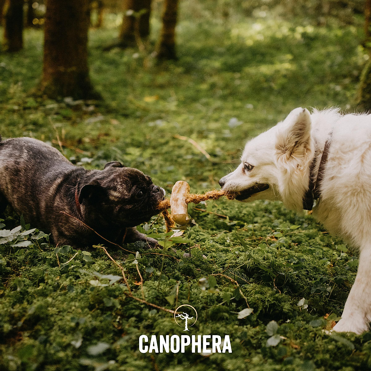 Canophera Dog CHEW Made of Coffee Wood and Coconut Rope - for All Breeds (Large)