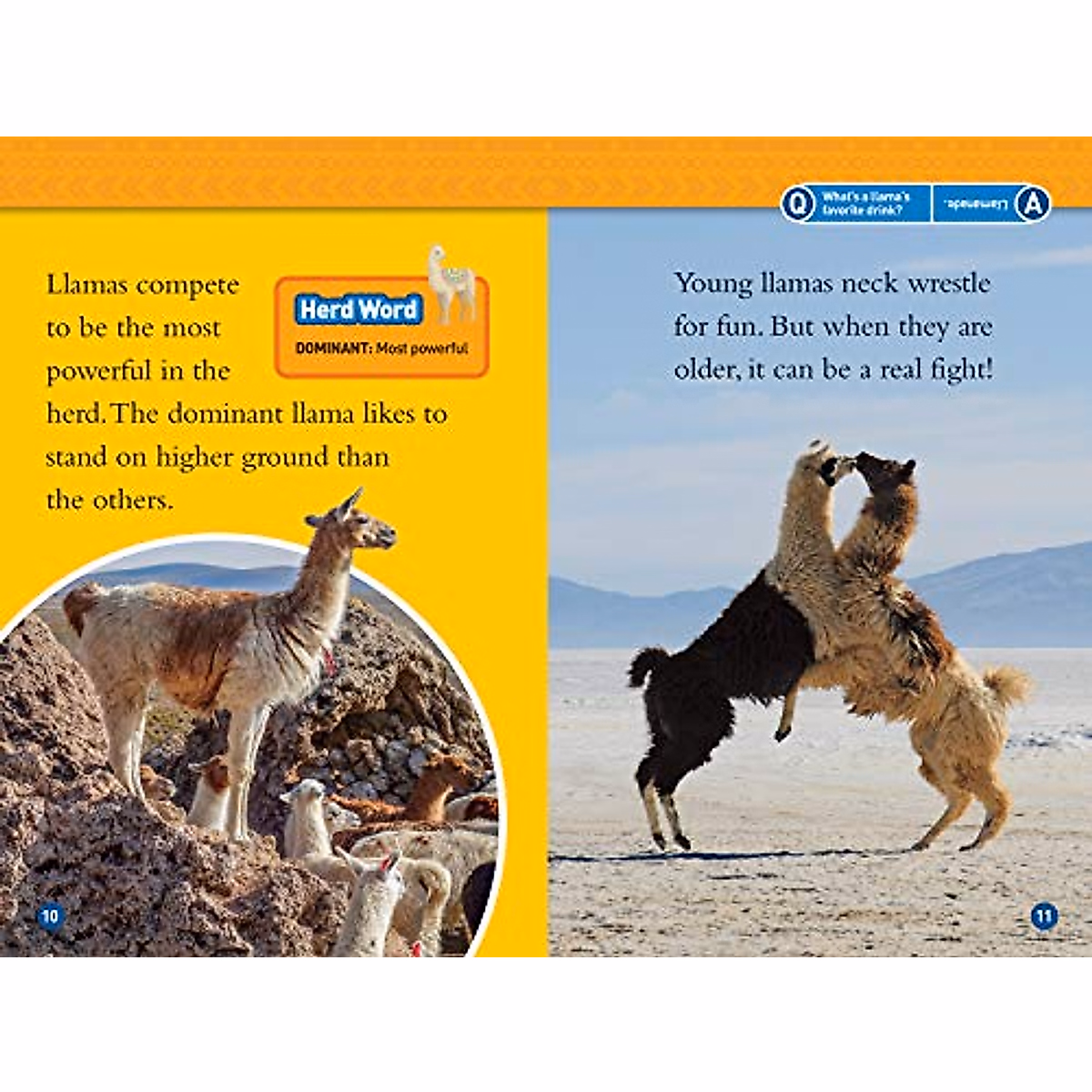 Llamas (National Geographic Kids Readers, Level 1)