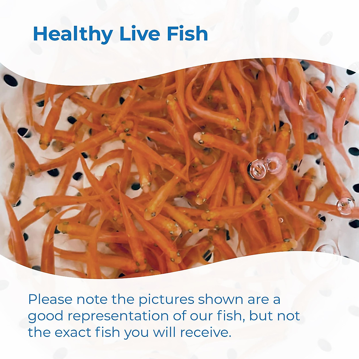 Toledo Goldfish Rosie Red Minnows - Versatile Live Fish Perfect for Aquariums or as Feeder Fish for Ponds - Small, 1,000 Count