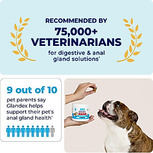 Glandex Anal Gland Soft Chew Treats with Pumpkin for Dogs Digestive Enzymes, Probiotics Fiber Supplement for Dogs Boot The Scoot (Advanced Strength Duck/Bacon Chews (Vegetarian), 30ct)