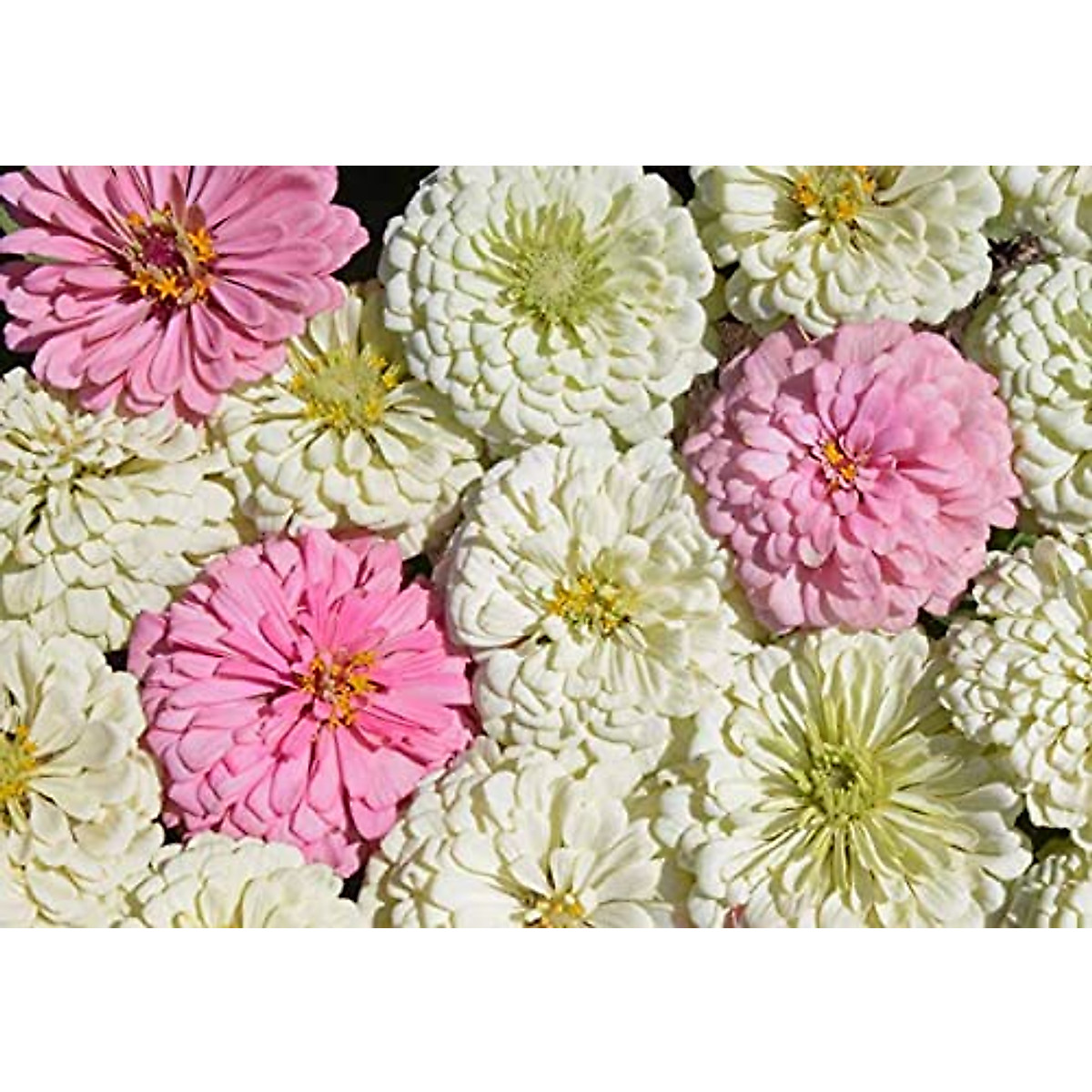 "Blushing Bride Mix" Zinnia Seeds for Planting, 200+ Flower Seeds Per Packet, (Isla's Garden Seeds), Non GMO & Heirloom Seeds, Botanical Name: Zinnia elegans, Great Home Garden Gift