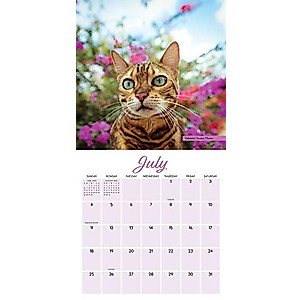 Suki the Adventure Cat 2021 Wall Calendar