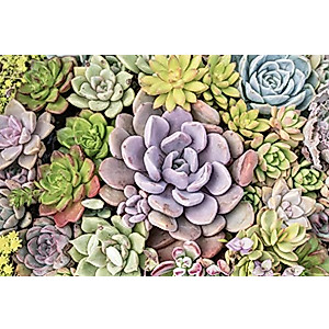 Altman Plants, Live Succulents Plants (50 Pack), Nursery Pots Variety Pack, Bulk Succulents Plants Live Plants Indoor Plants Live House Plants Indoors Live Indoor Plants Live Houseplants Live Indoor