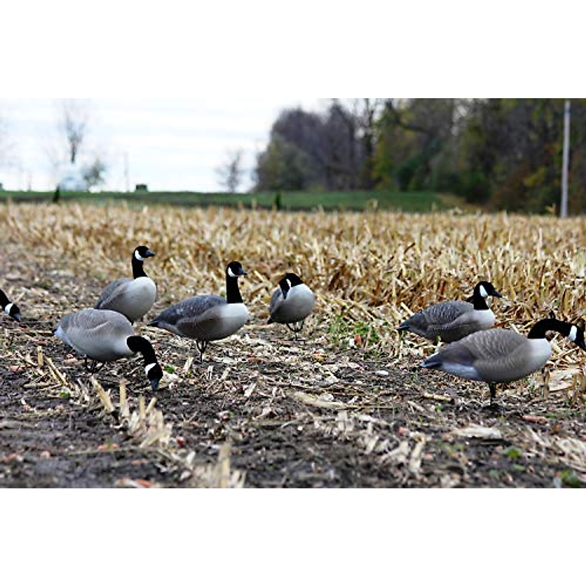 Flambeau Outdoors 8990FBU Storm Front 2 Canada Goose Decoys, Full Body Flocked Heads - 6-Pack