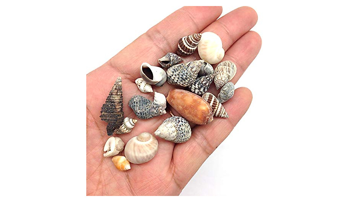 PEPPERLONELY Small Mix Sea Shells - 8 OZ for Crafting