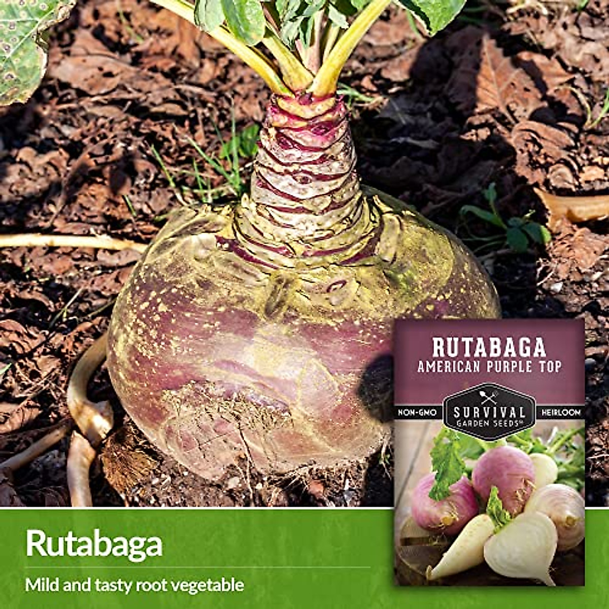 Survival Garden Seeds - American Purple Rutabaga Seed for Planting - Packet with Instructions to Plant and Grow Brassica Napus in Your Home Vegetable Garden - Non-GMO Heirloom Variety