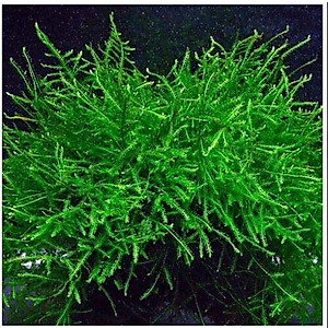 Marcus Fishtanks Java Moss Taxiphyllum Barbieri Easy Live Aquarium Plant - Buy 2 Get 1