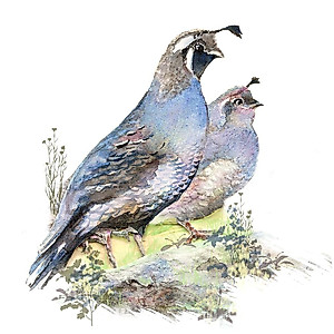 CafePress Watercolor California Quail Bird Mug Ceramic Coffee Mug, Tea Cup 11 oz