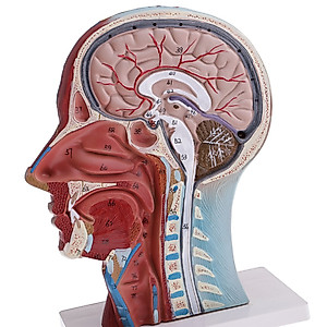 SM SunniMix Median Section of 1:1 Human Head & Neck Superficial Muscle Nerve Model Kit